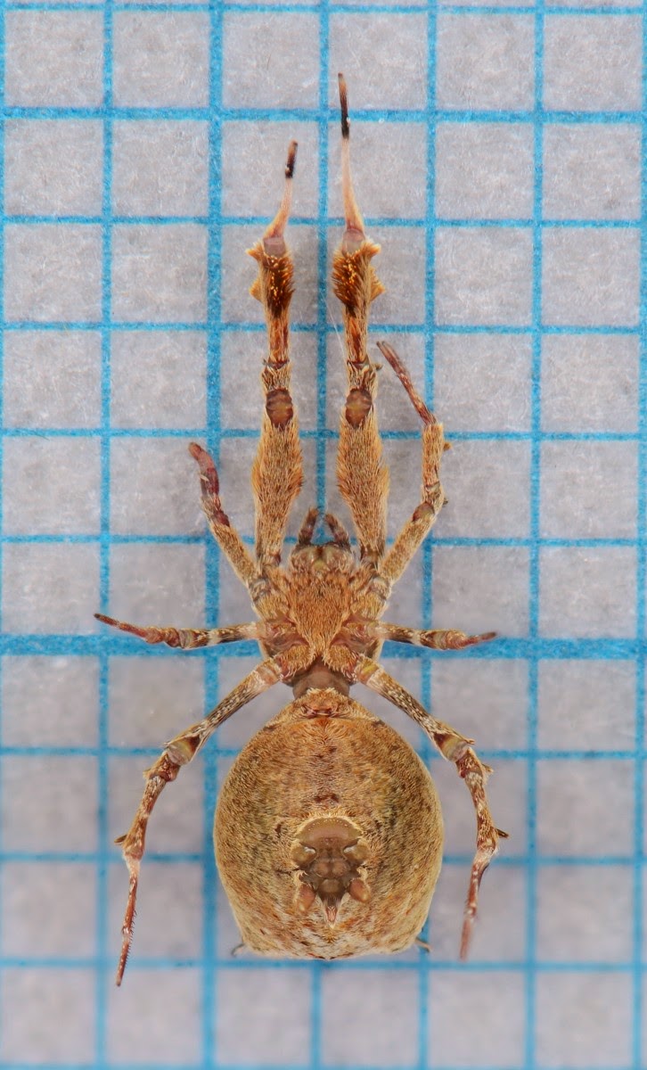 台灣蜘蛛圖片資料: 台灣蟱蛛 Uloborus formosanus Yoshida, 2012
