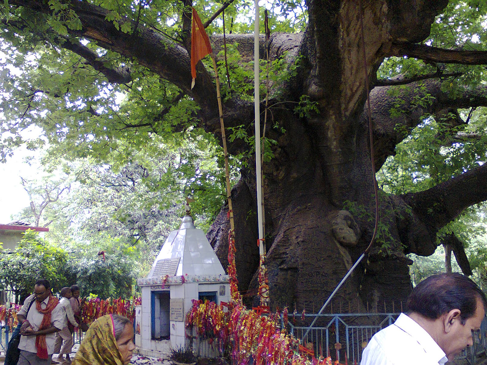 Paarijaat Tree