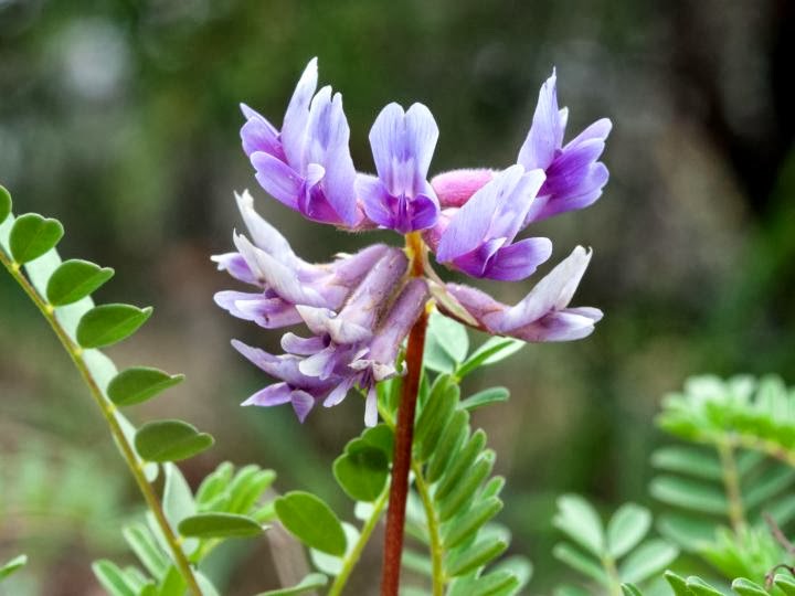 ΑΣΤΡΑΓΑΛΟΣ τετραγκαθιά - Astragalus Membranaceus | ΒΟΤΑΝΟΘΕΡΑΠΕΙΑ ...