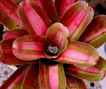 Bromeliad Exotics: Mini Hybrids