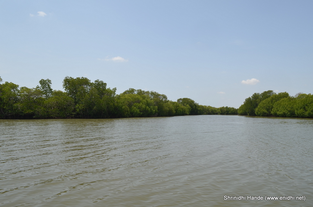 Pichavaram mangrove forest boat ride - eNidhi India Travel Blog