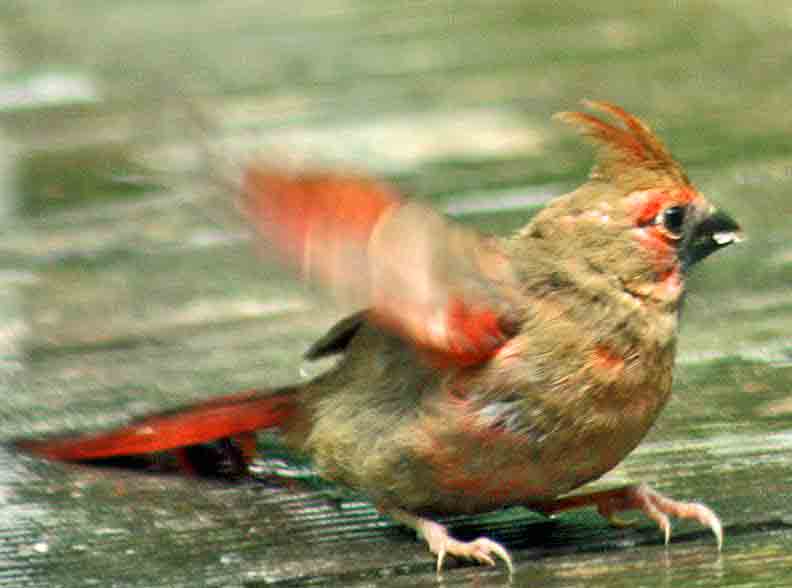 JOYFUL REFLECTIONS: Funny Birds!!!!