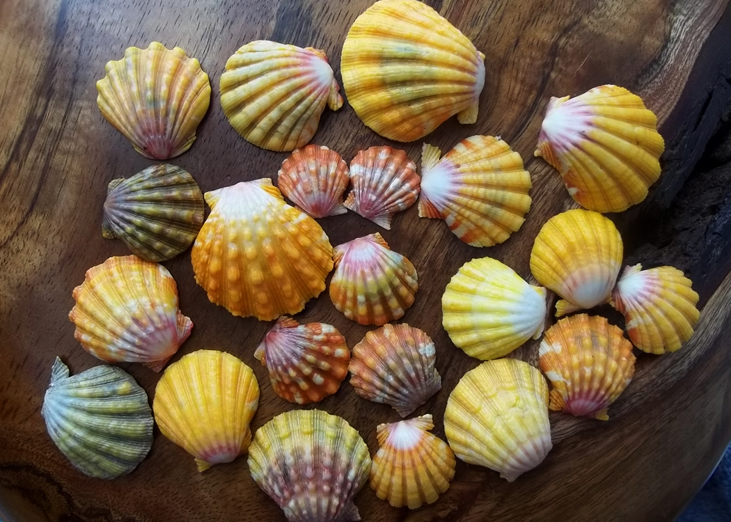 Sunrise Over Kauai: New Group of Sunrise Shells