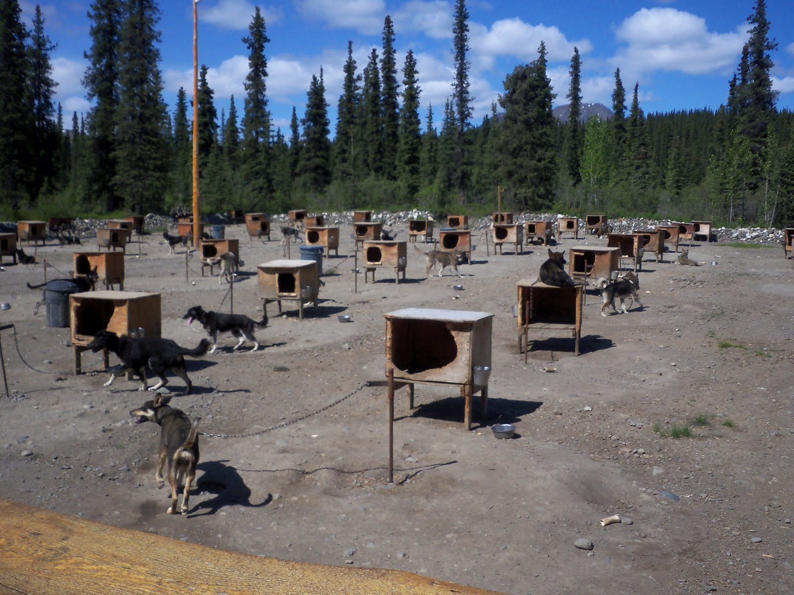 365 Days of Photos: What's So Great About a Sled Dog Yard?