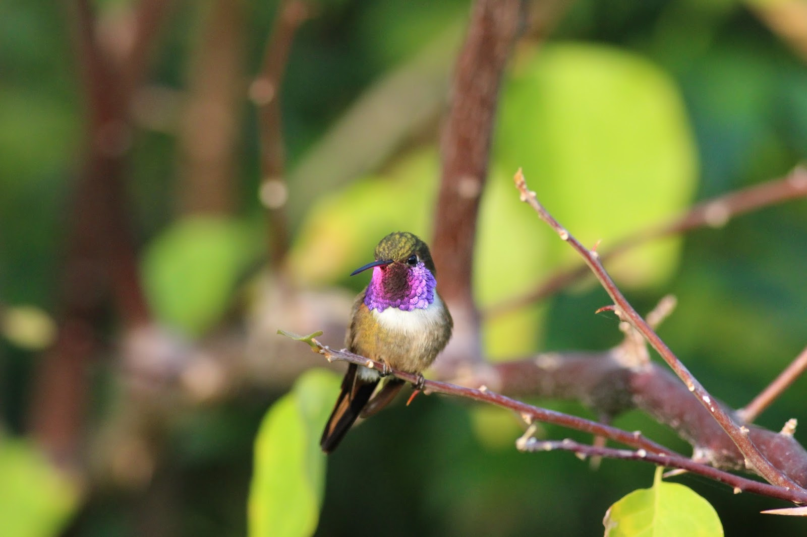 Photographicbirdlistomania: Calypso Birds