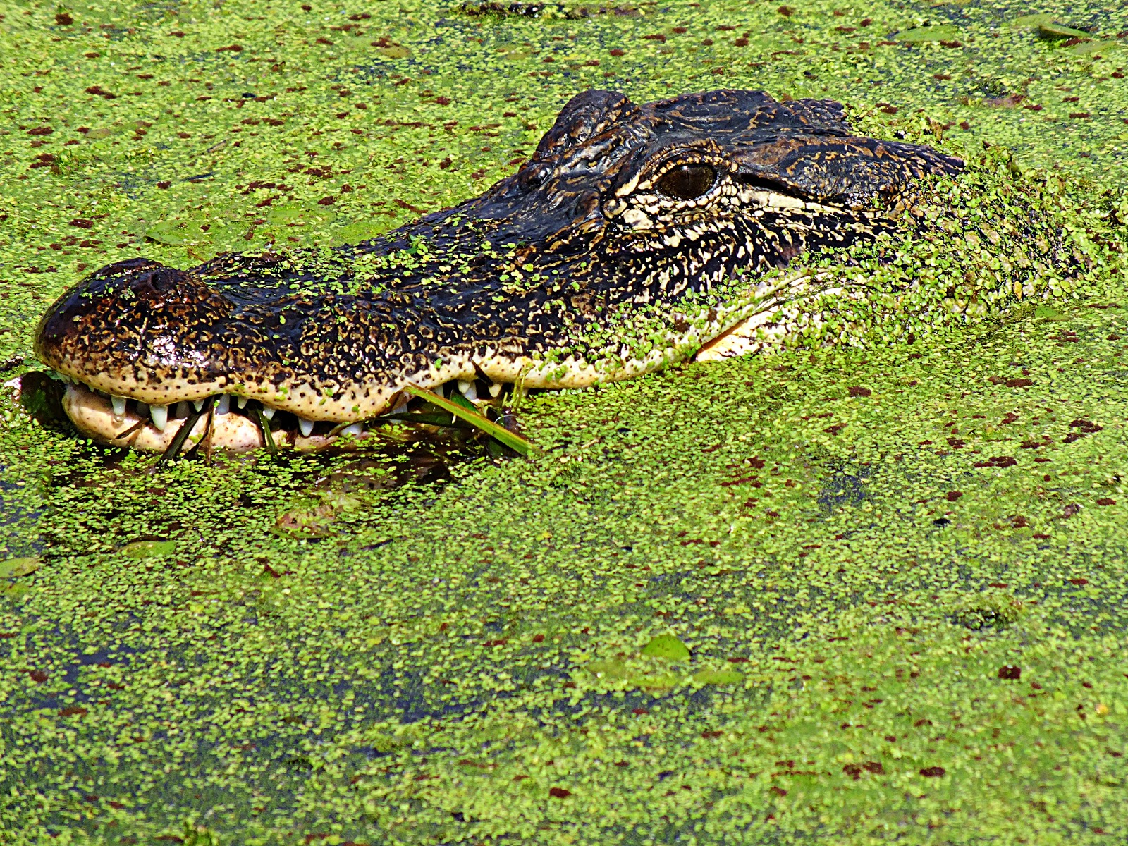 Wildlife Photography: American Alligator