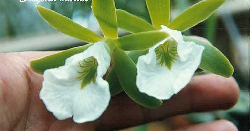 ORQUIDEAS MEXICANAS: Prosthechea mariae