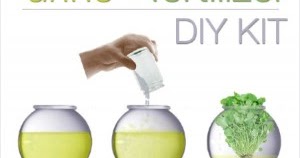 Cow Urine Fermentation (Bison bonasus L) as Fertilizer Liquid ...