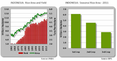 World rices: Cultivating rice in Indonesia