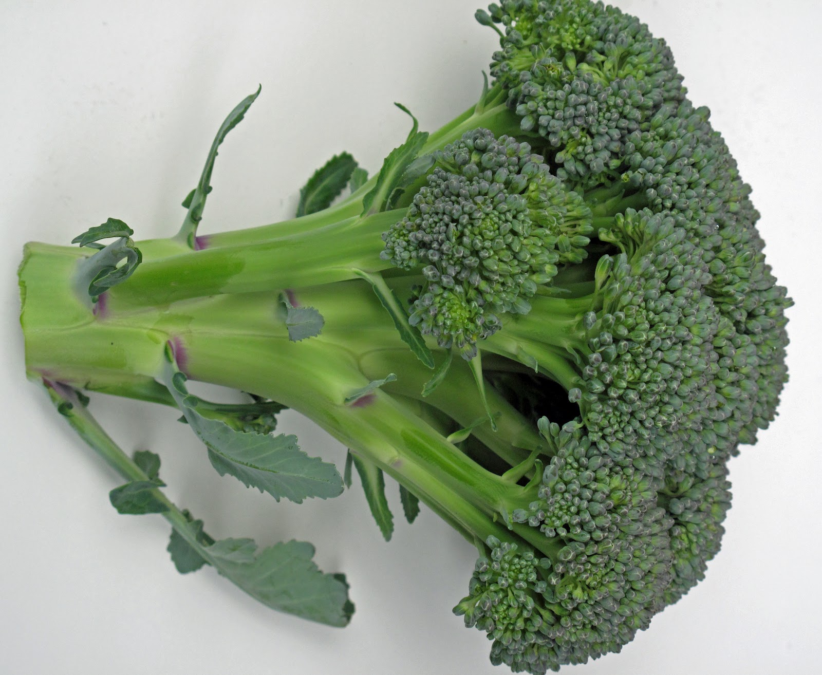 chocolatelikesnow: Calabrese, Perpetual Spinach, Peppers, and Summer ...