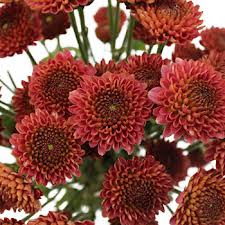 FLOWERS ENCYCLOPAEDIA: button pom flowers