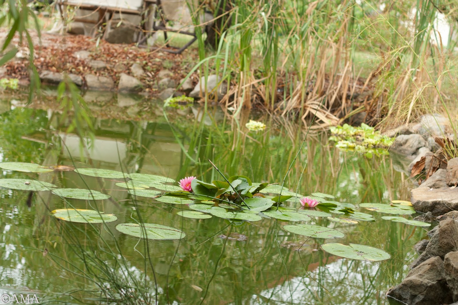 Nuferi - Pastelurile Naturii