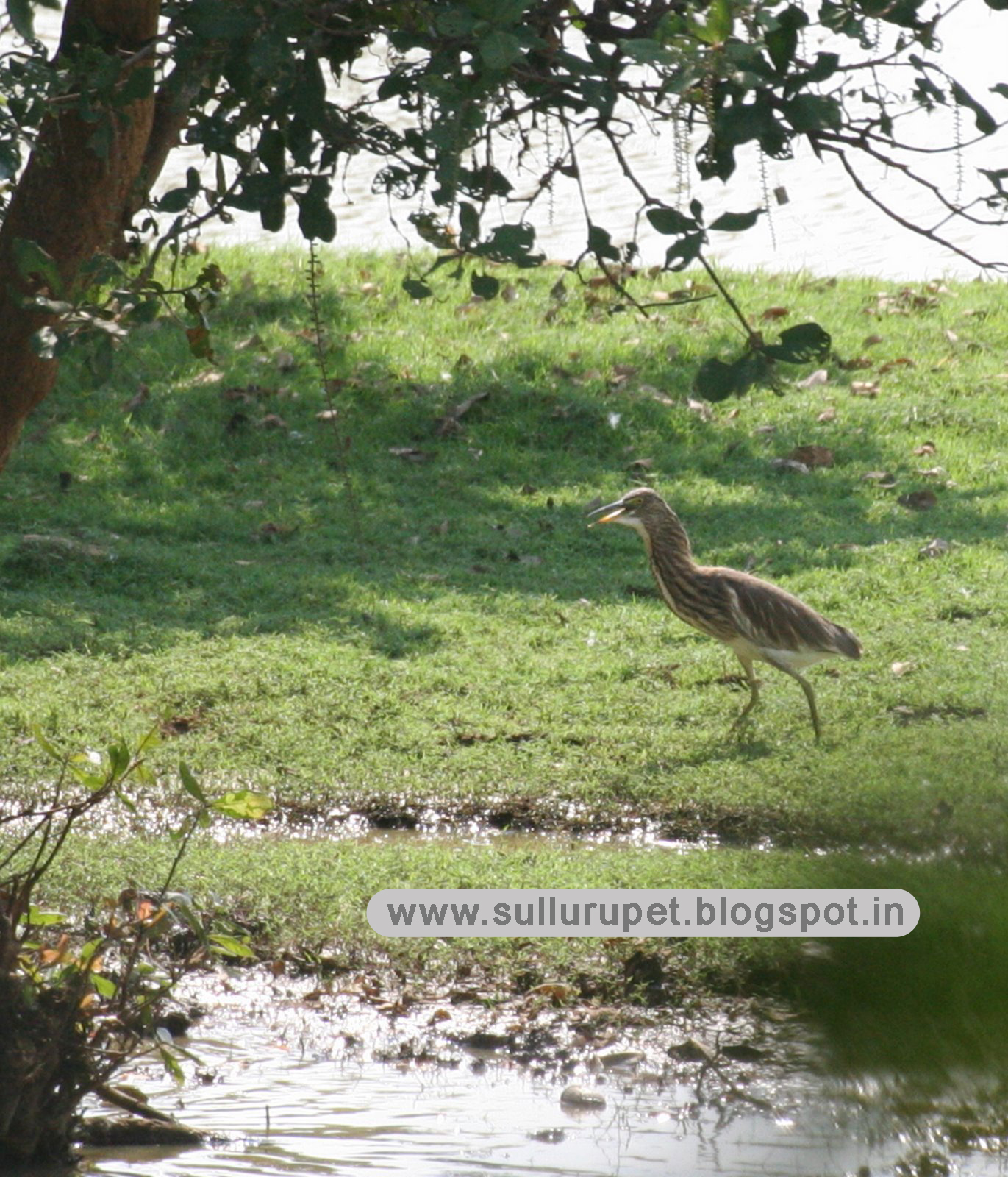 Nelapattu Bird Sanctuary Sullurpeta,Nellore Dist,A.P - www.Sullurupet.com