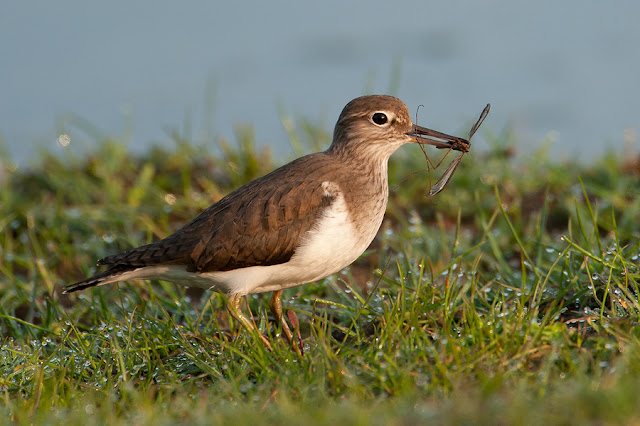 Beelden uit de natuur: Witgat
