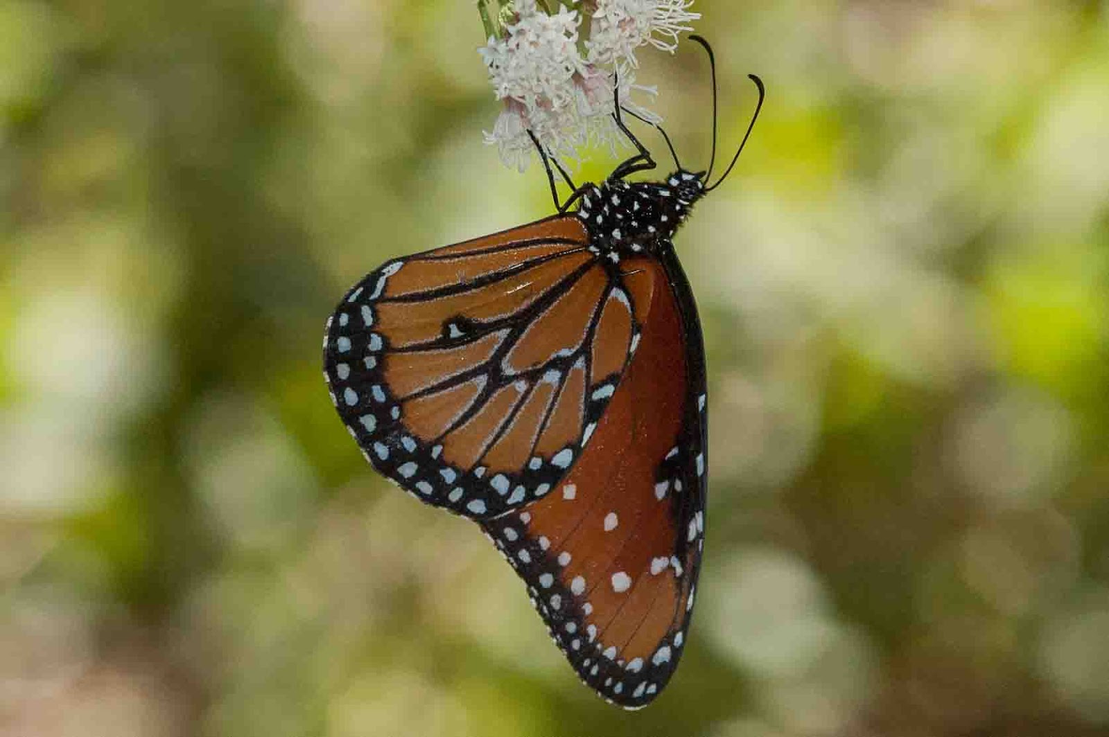 Window on a Texas Wildscape: Fall butterflies