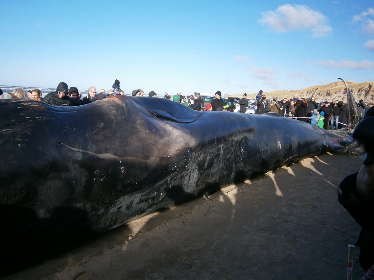 Gestrandeter Wal in Blokhus am Strand...