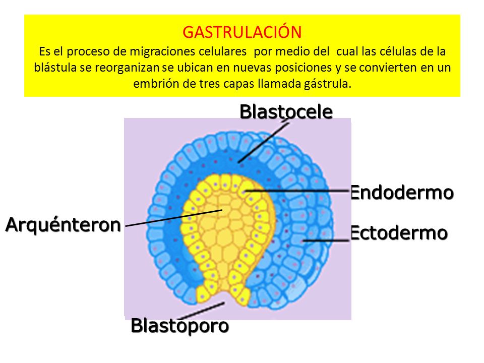 ¡Histoembriologia!: Desarrollo embrionario