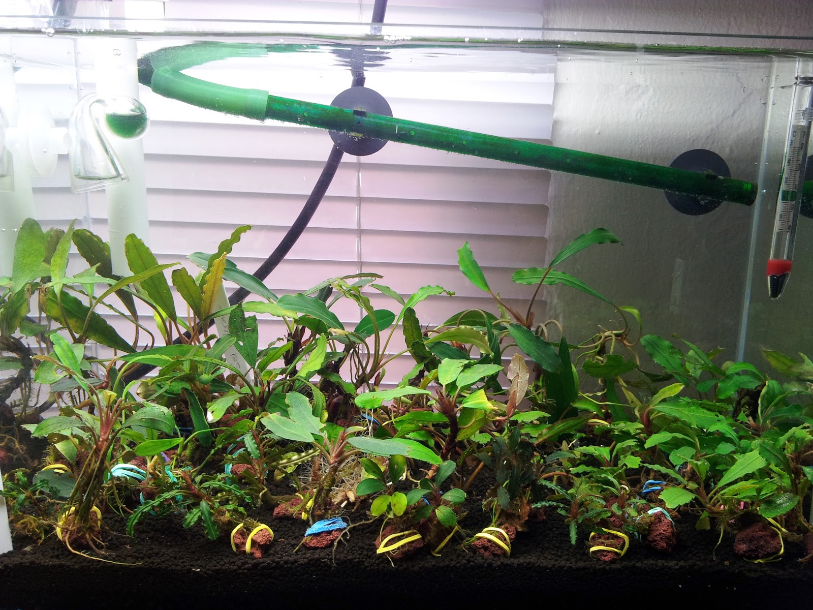 Bucephalandra Emersed and Submersed Tanks | The Planted Tank Forum