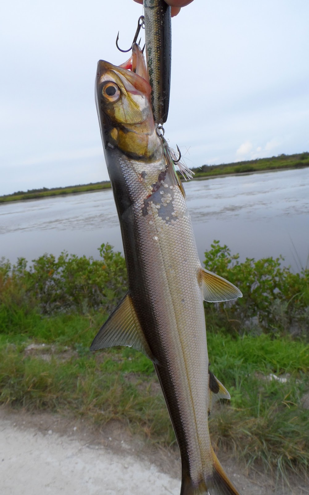 Mosquito Lagoon & Indian River Fishing: Ladyfish Schools Are All Over ...