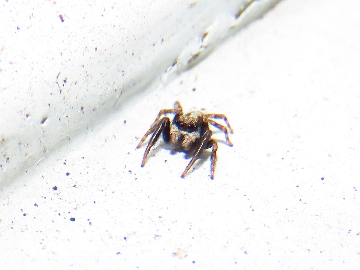 BugBlog: Two Woolly Jumpers