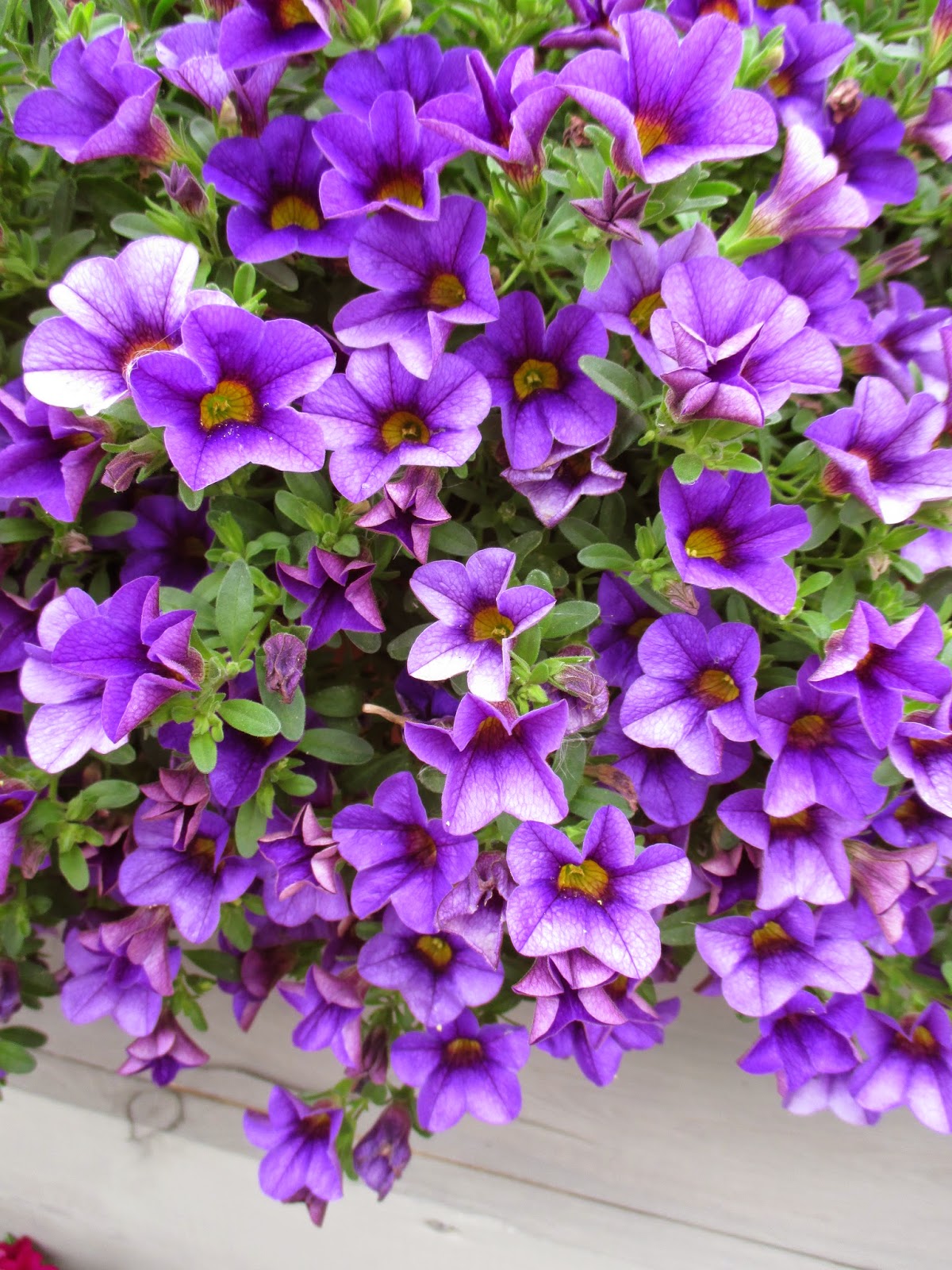 Rotary Botanical Gardens - Hort Blog: Cool Calibrachoas