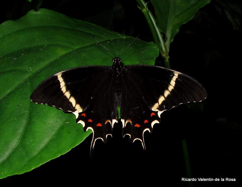 Ricardo's Blog, : Heraclides pelaus puertoricensis, a black butterfly ...