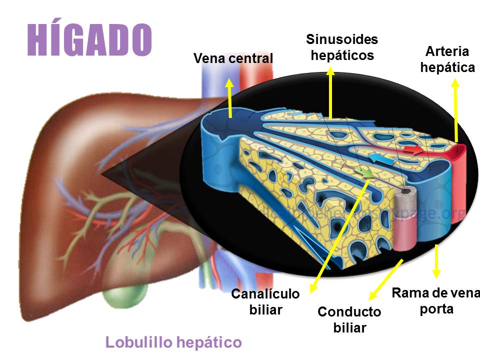 Portafolio virtual de fisiología: Hígado