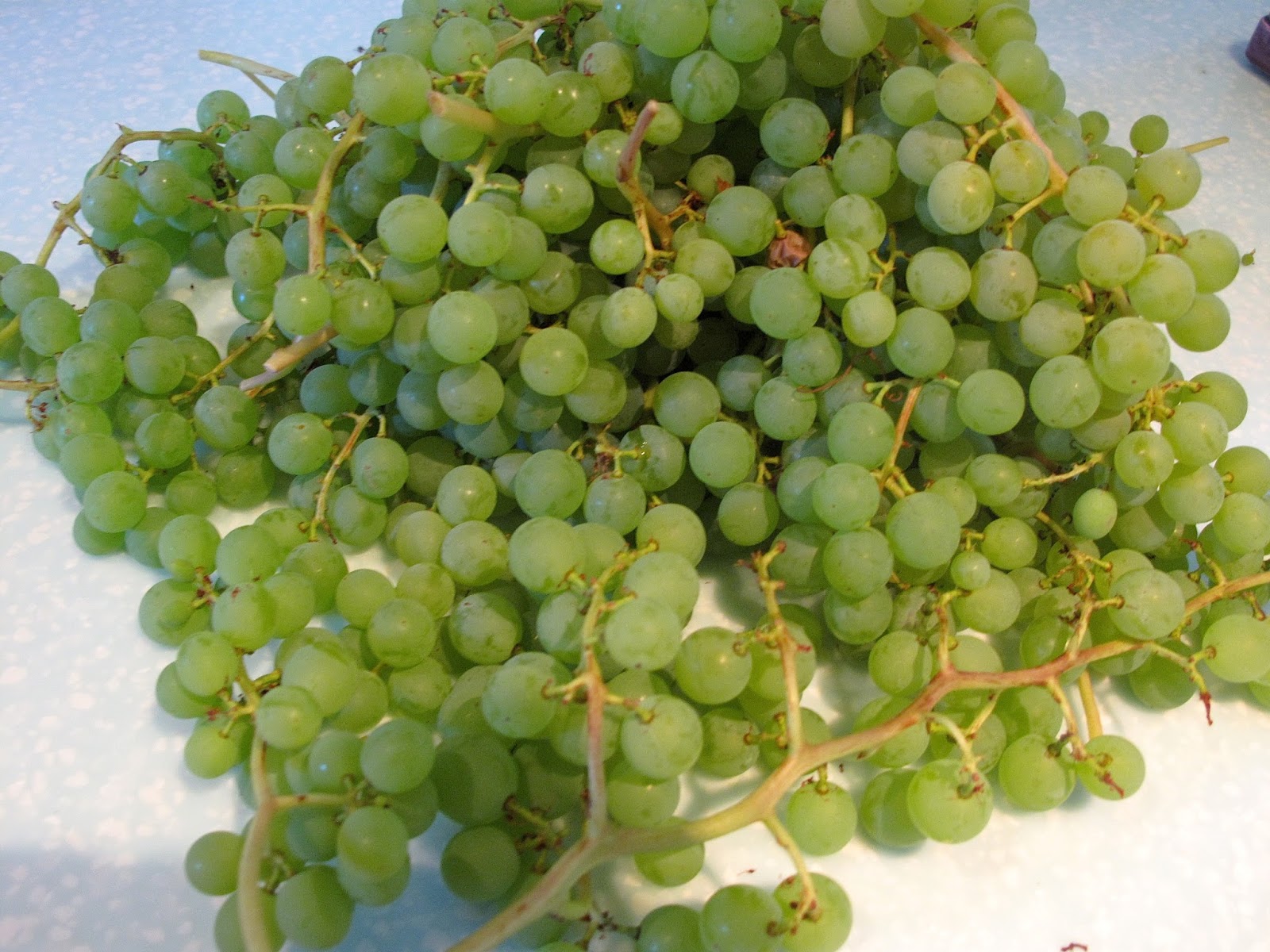 somerville kitchen: More Stories of A Grape Vine