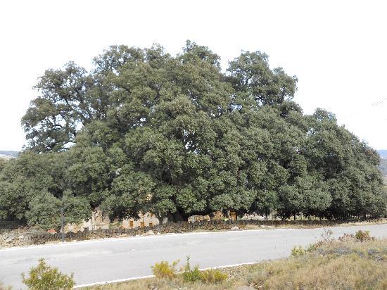 Mas de la Segarra: Excursiones
