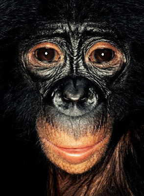 Meymun Portretləri (8 Şəkil) | Bax-a-Bax :))