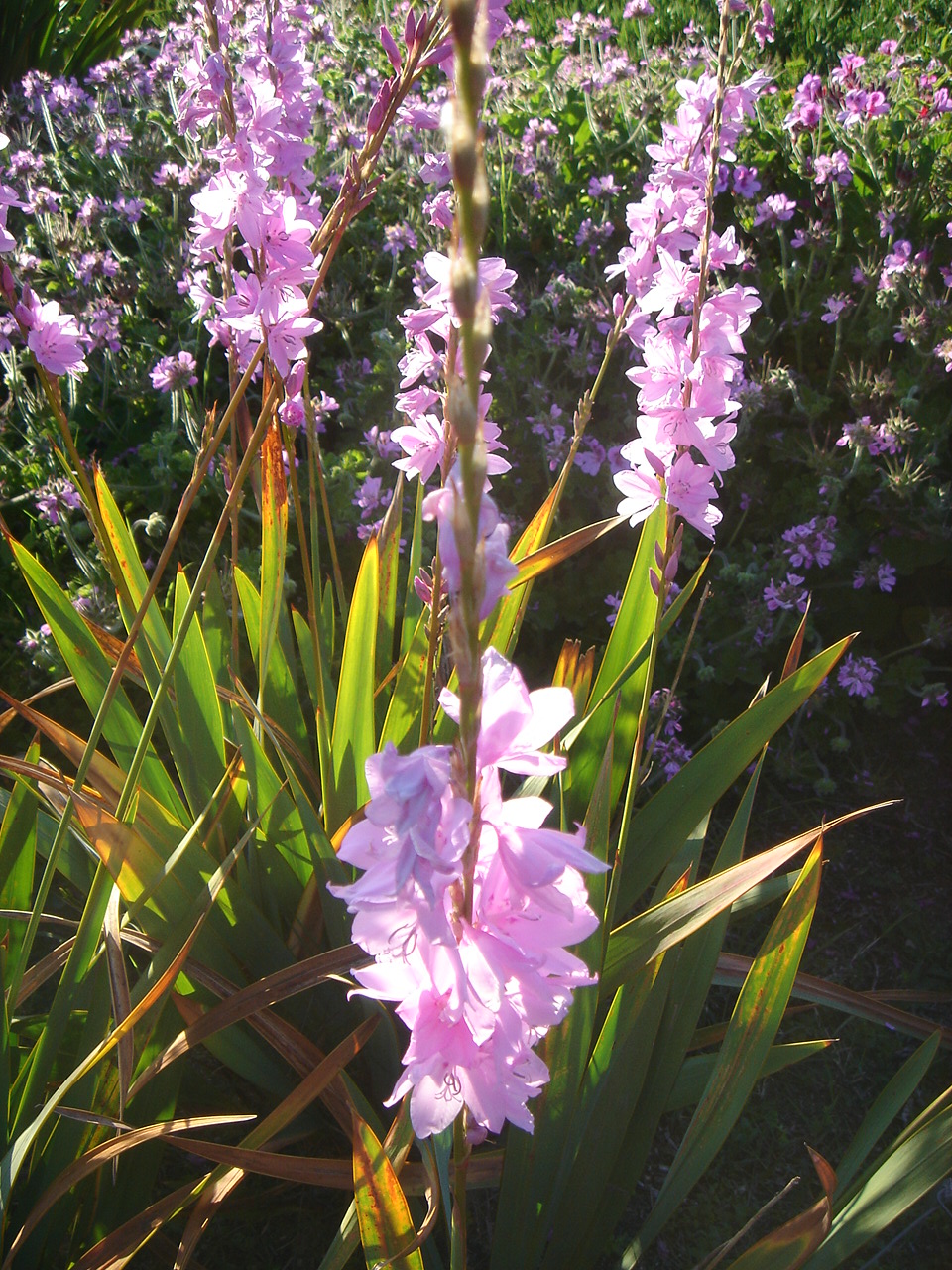 garden at heart: Plant Profile: Watsonia