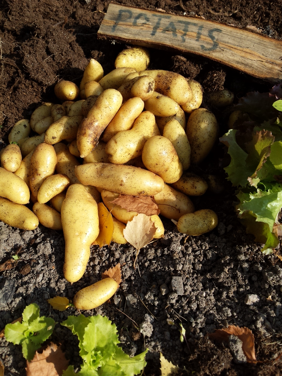 Fröken Ekoreko: Odla potatis i jordsäck - del 3 - Resultat