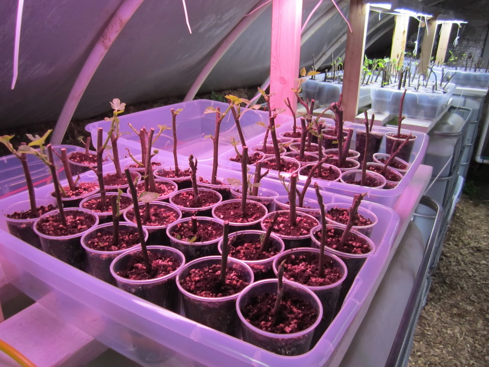 FigCuttings.com: Growing Figs Under Grow Lights