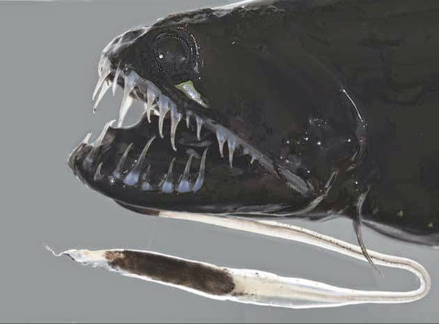 VIGILADOS DEL UNIVERSO: Pez Alien o Dragón Negro