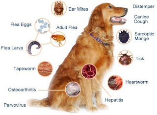 Dokter Hewan Lombok: Mengenal apa itu Parasit pada Hewan Kesayangan