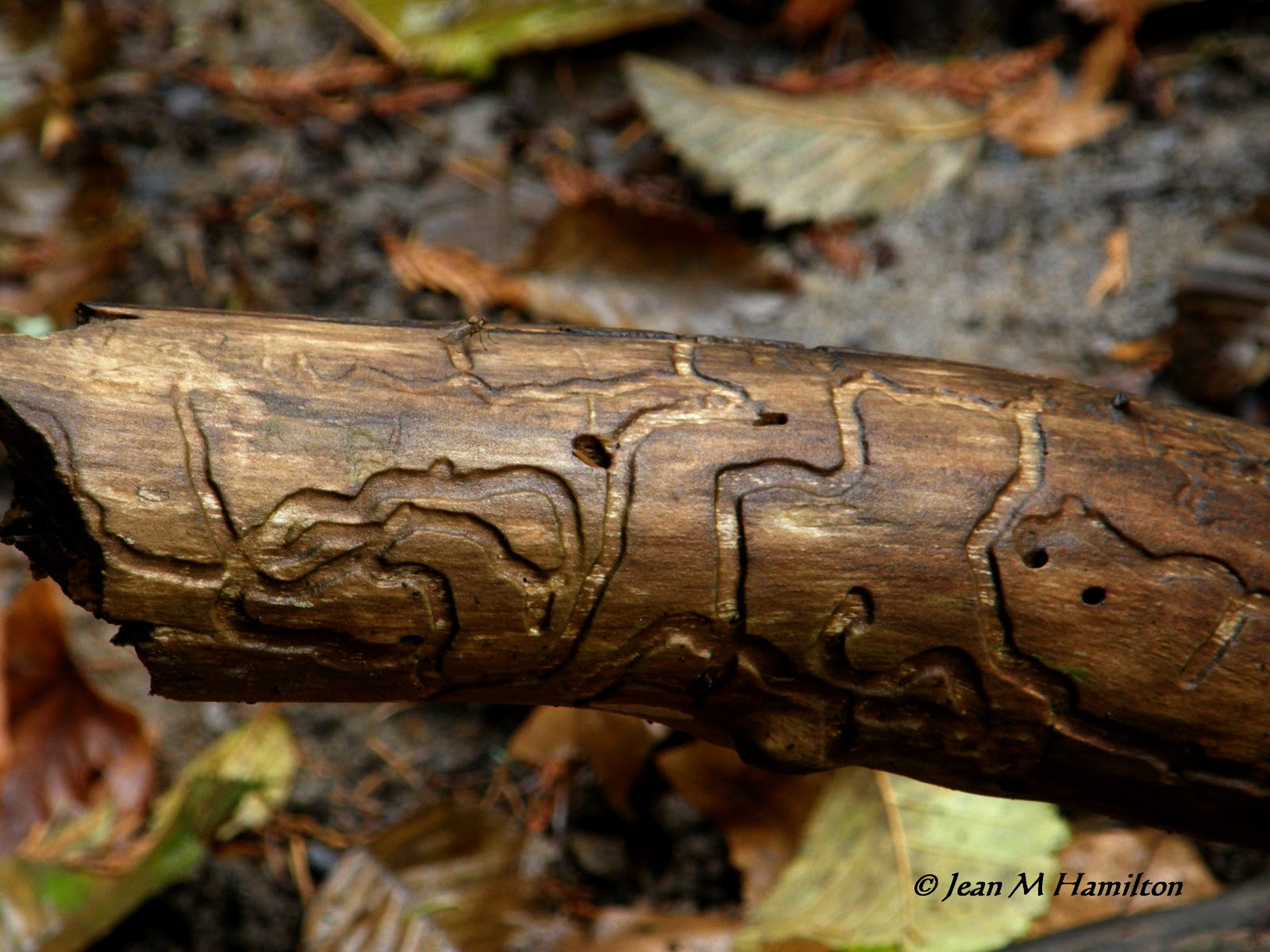 Through Jean's Lens to Your Eyes: Nature's Carving