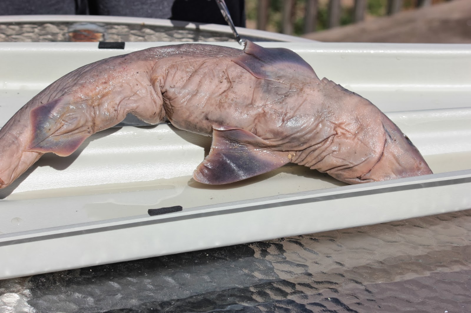 Horsing Around At Home: ShhhhhSharks!!!! and shark dissection!