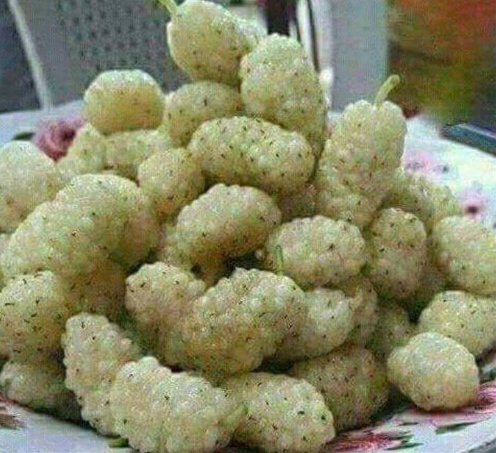 BOTA BUJQËSORE : Mani (Morus alba L. & Morus nigra L.)