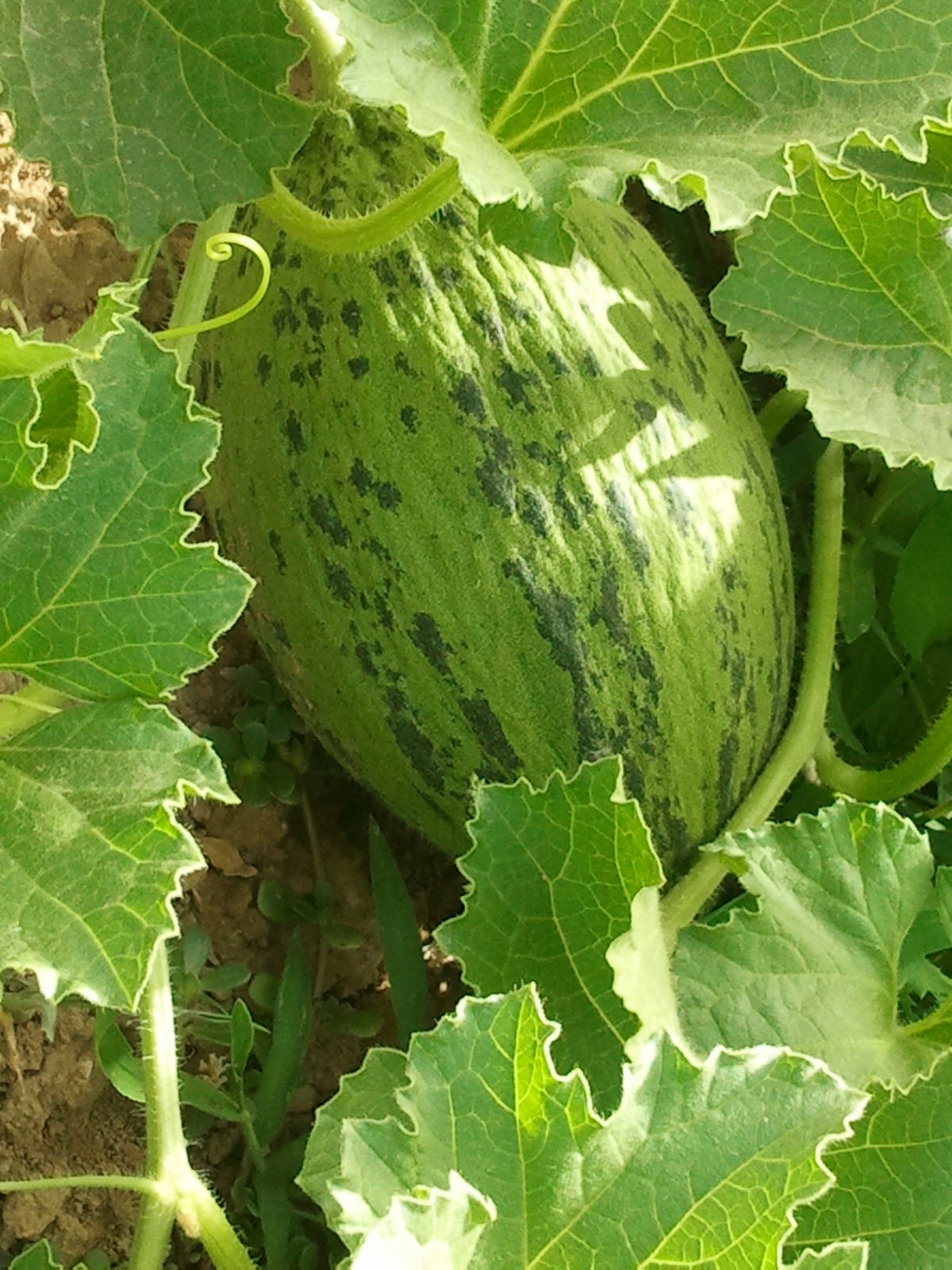 Faenas de la Huerta: El Melón