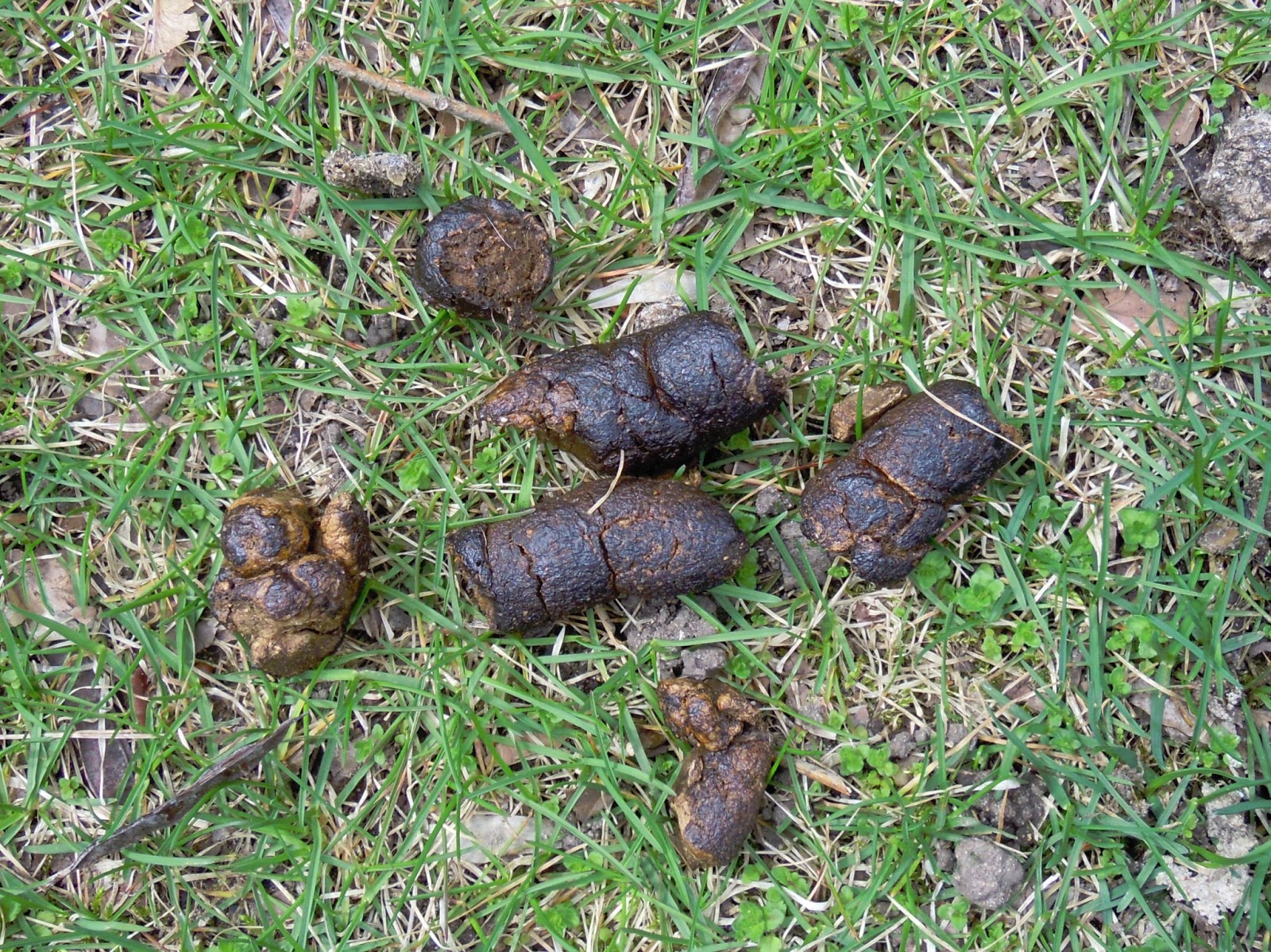 Ellen Alive!: Poop Parade!