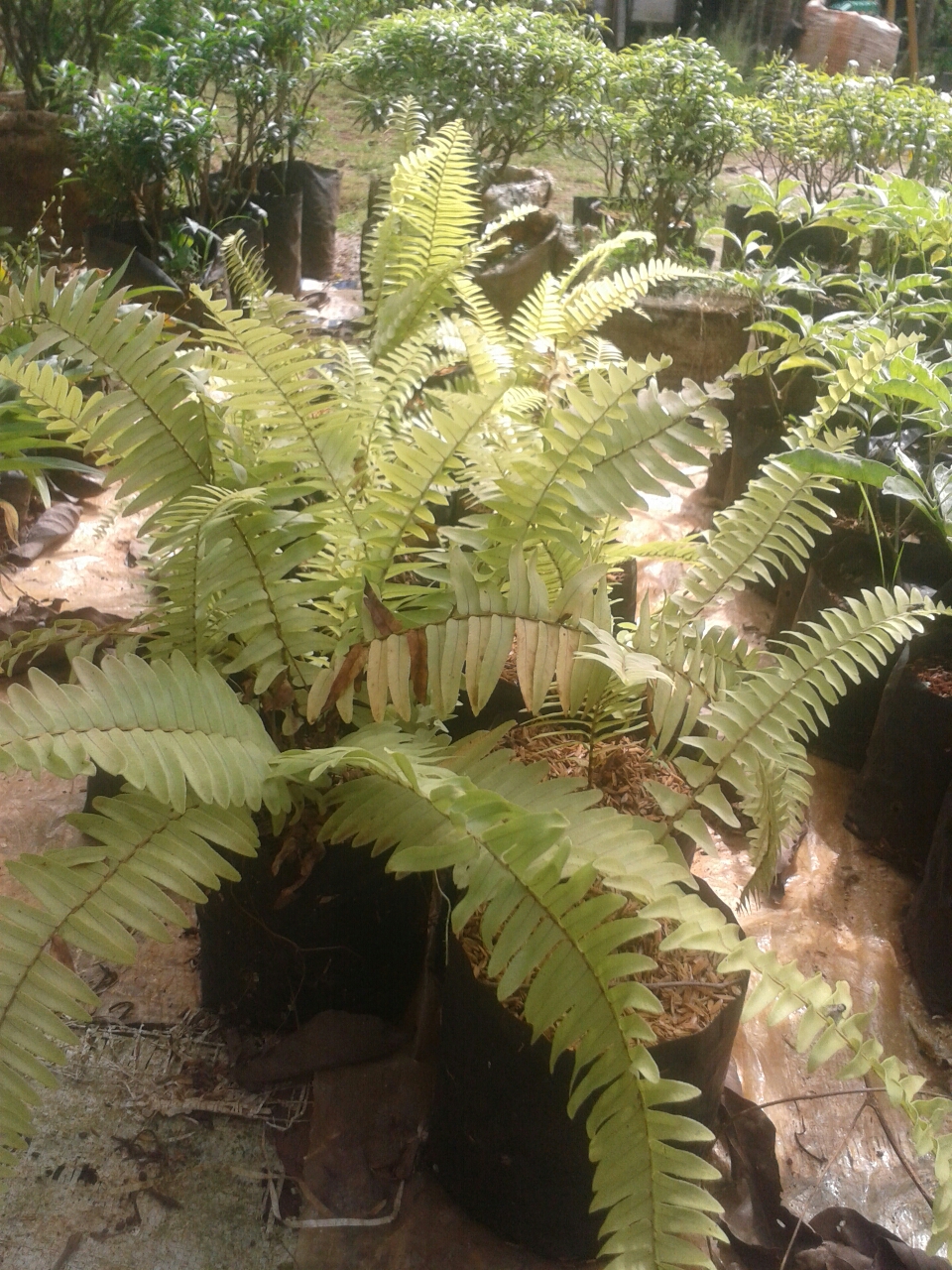 Jual Pohon Pakis Boston, Tanaman Pot Gantung | tukang taman