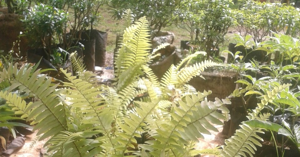 Jual Pohon Pakis Boston, Tanaman Pot Gantung | tukang taman