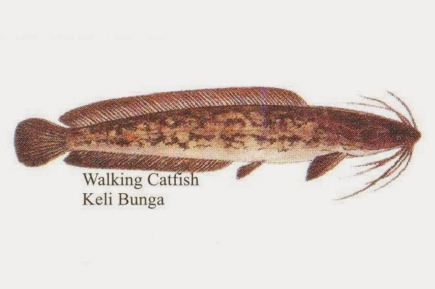 IKAN AIR TAWAR MALAYSIA: IKAN KELI BUNGA