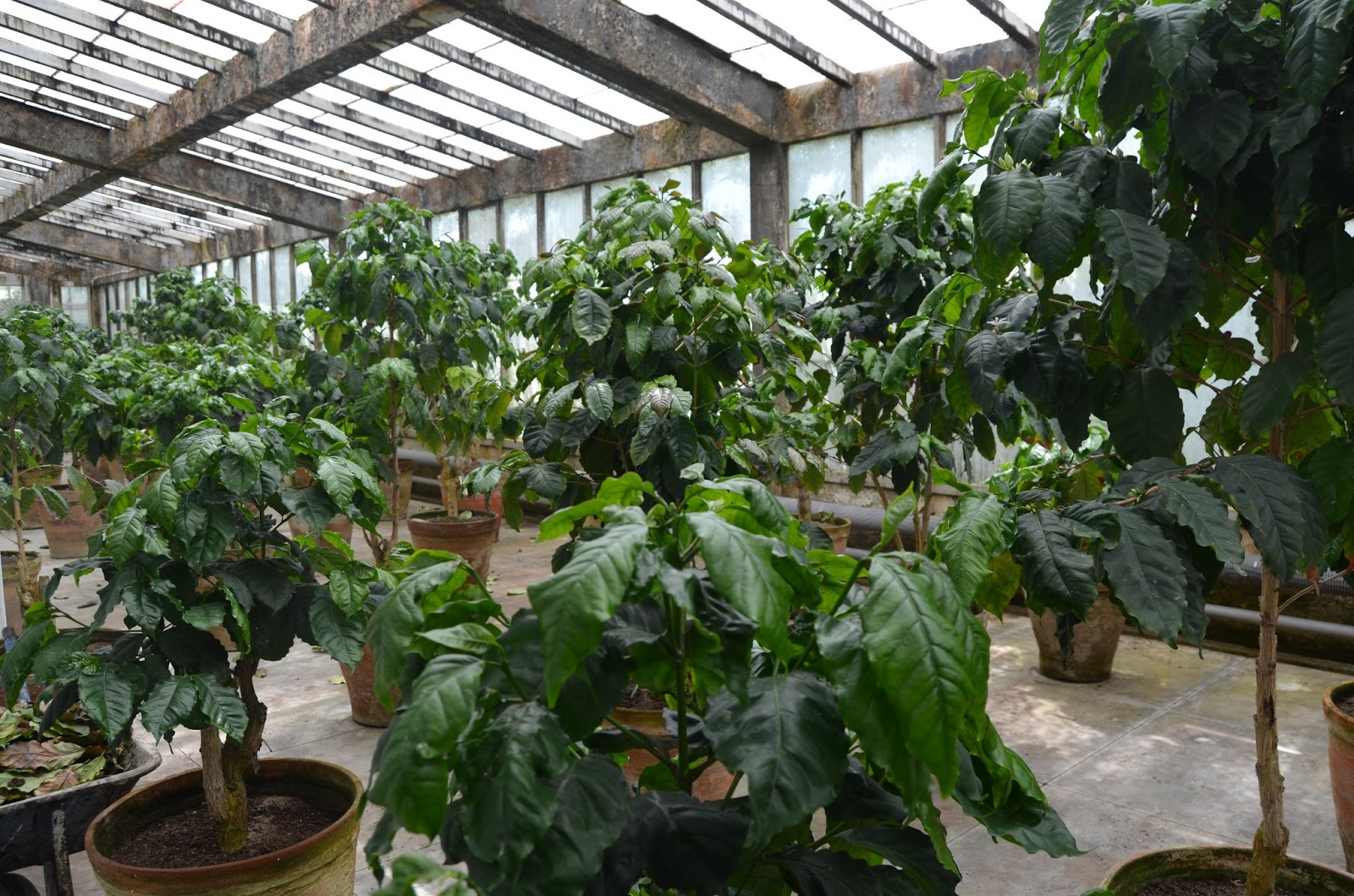 EAST TIMOR COFFEE INSTITUTE (ETCI-ERMERA): Breves Palavras do Reitor