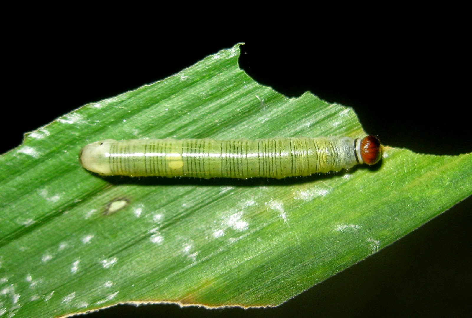 Nature Of Srilanka: Common Red Eye (Matapa aria) - රතැසියා