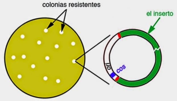 Vectores de transformación genética | Apuntes de Biotecnología