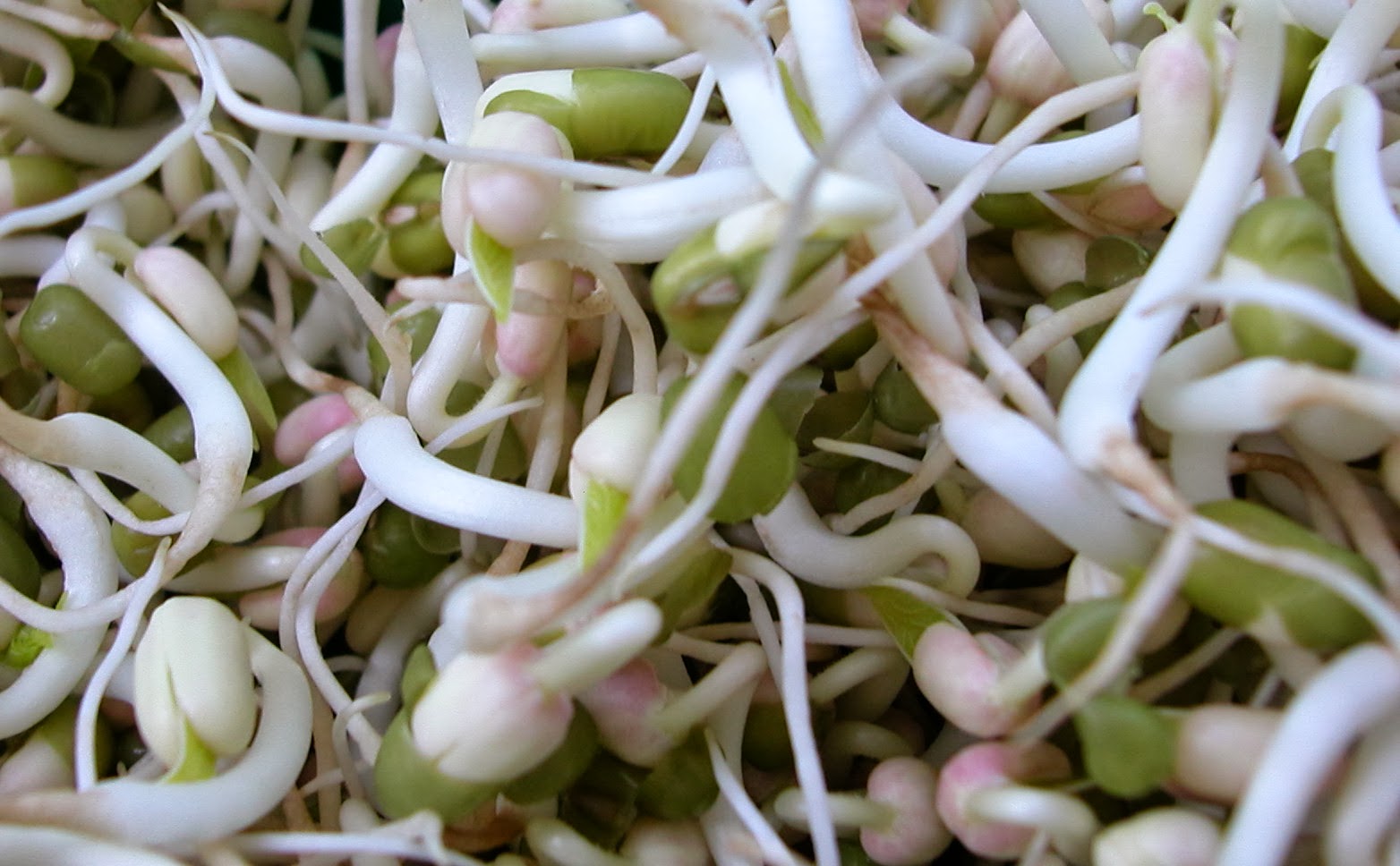 Aquarian Bath: Time to Learn Sprouting! Introduction to Sprouting