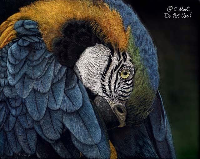 Realistic Animal Drawings: Realistic Birds Drawing Parrot Macaw Preen
