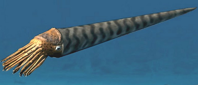 Moluscos: Nautiloidea