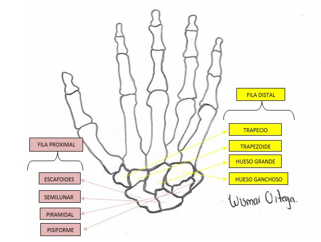 Huesos Del Carpo